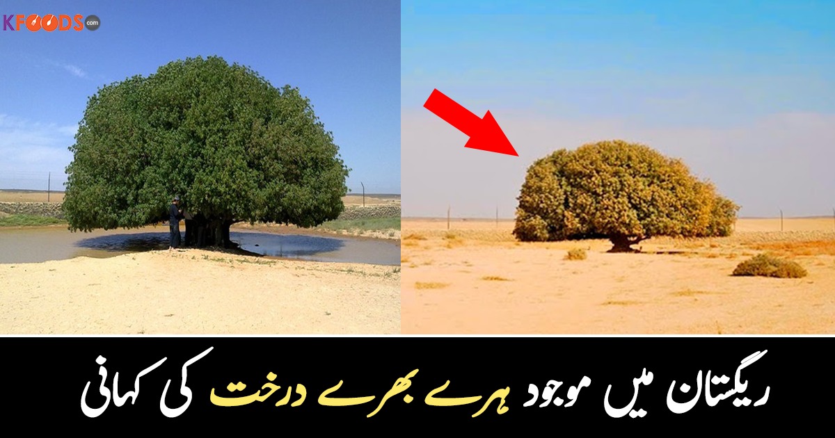 اپنی پلکیں جُھکالیں اور ۔۔ 1500 سال پرانا درخت، جس کے نیچے آقائے دو ...