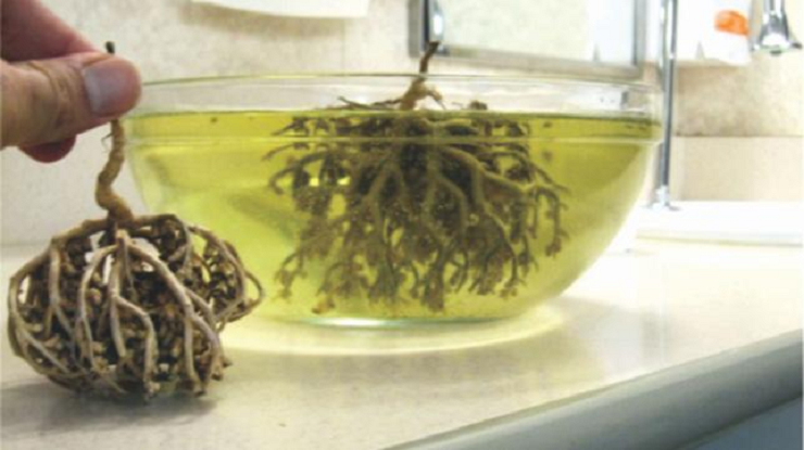 اس جڑی بوٹی کا فائدہ جانتے ہیں؟ حاملہ خواتین جان لیں تو اس کا استعمال ...